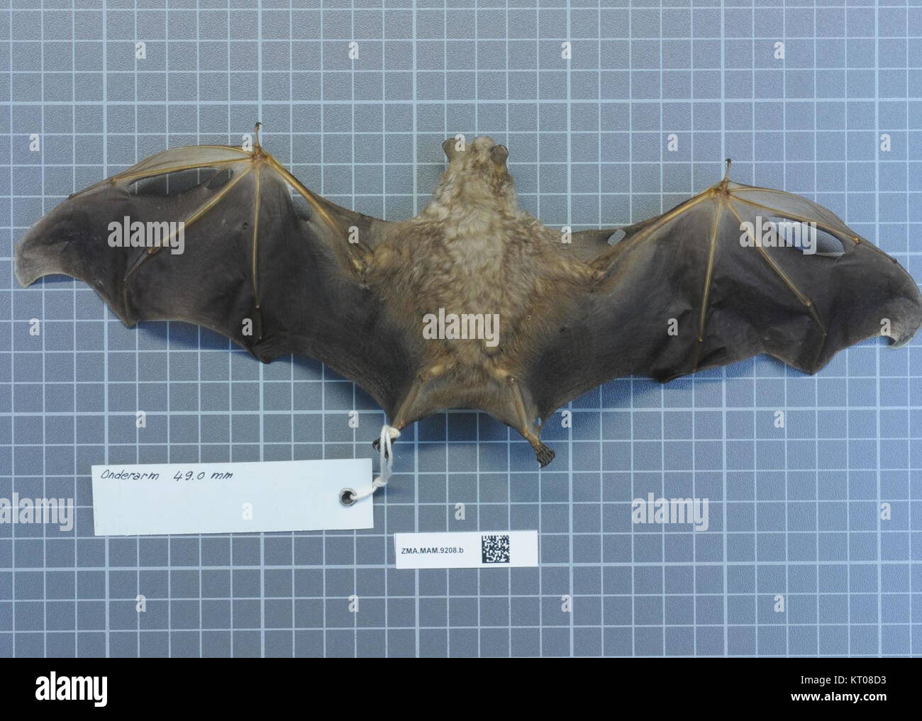 Artibeus concolor hi-res stock photography and images - Alamy