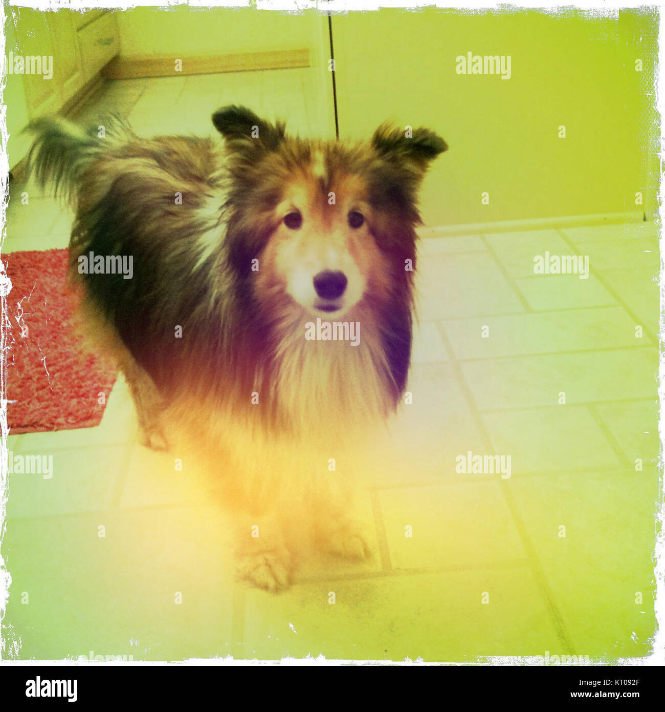 This artistic depiction features a Shetland Sheepdog, a breed known for ...