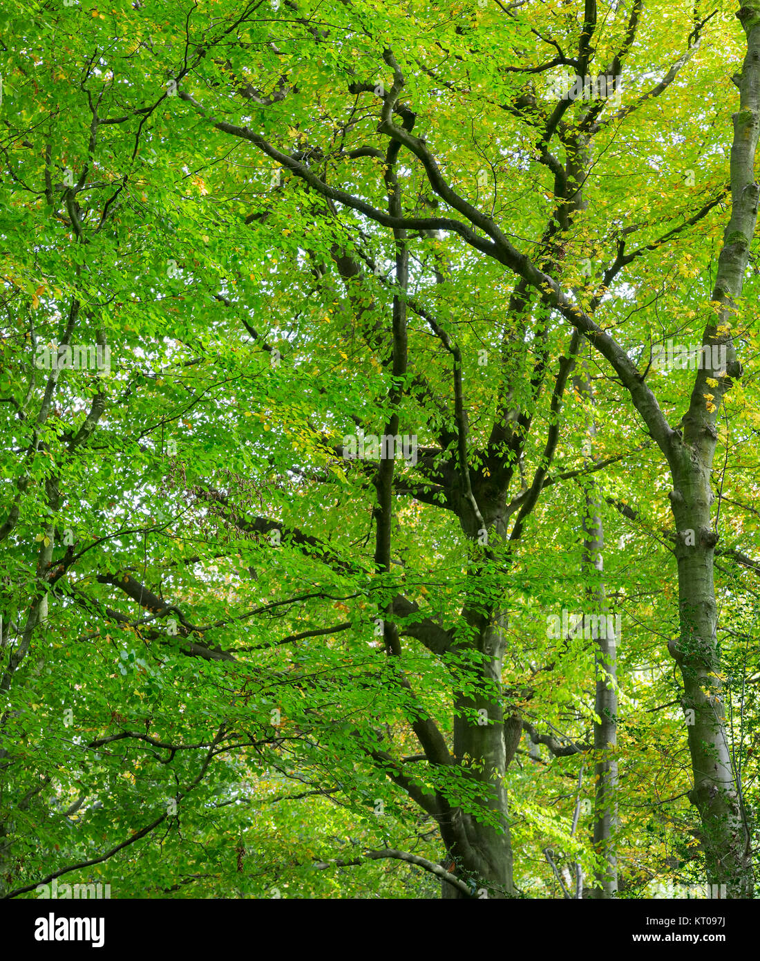 Beautiful typical uk scenery hi-res stock photography and images - Alamy