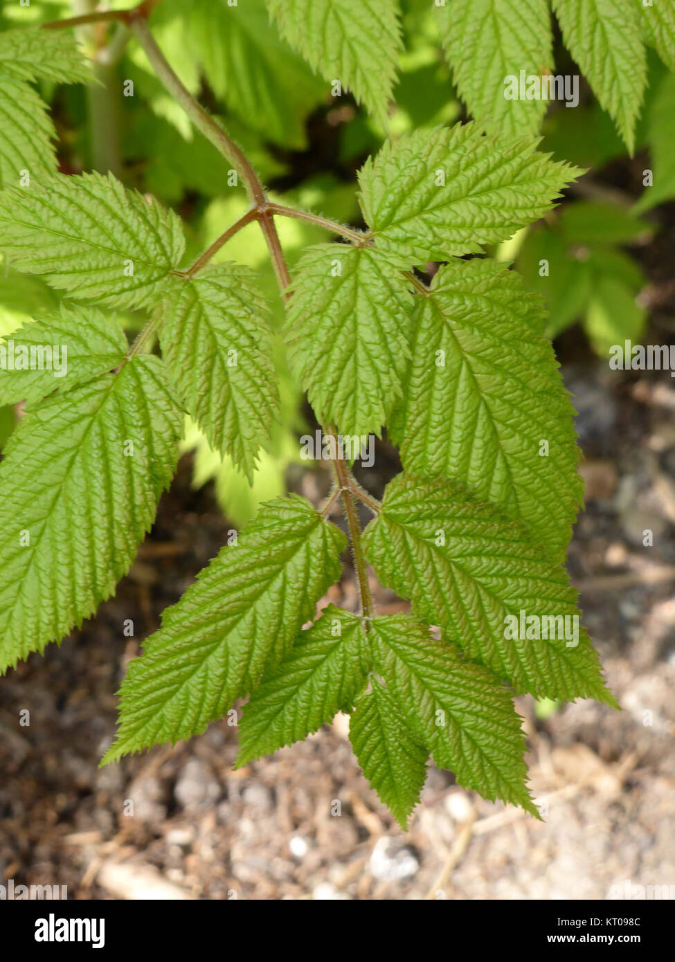 Aruncus dioicus, commonly known as the goat's beard, is a perennial ...