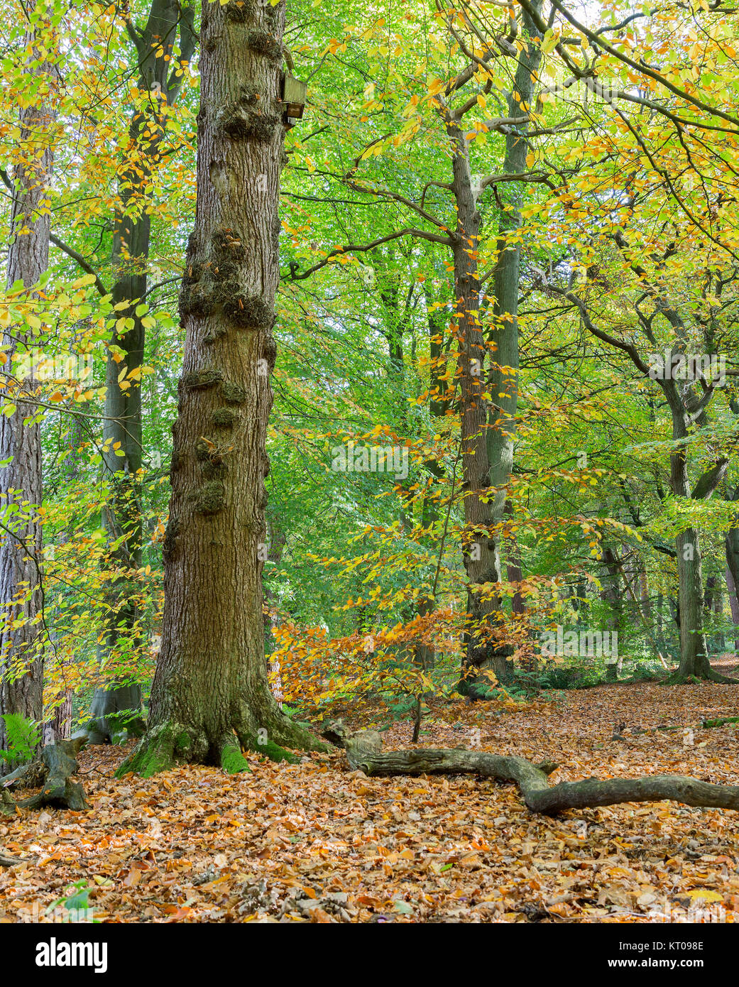 Typical British birch woodland in autumn Stock Photo - Alamy