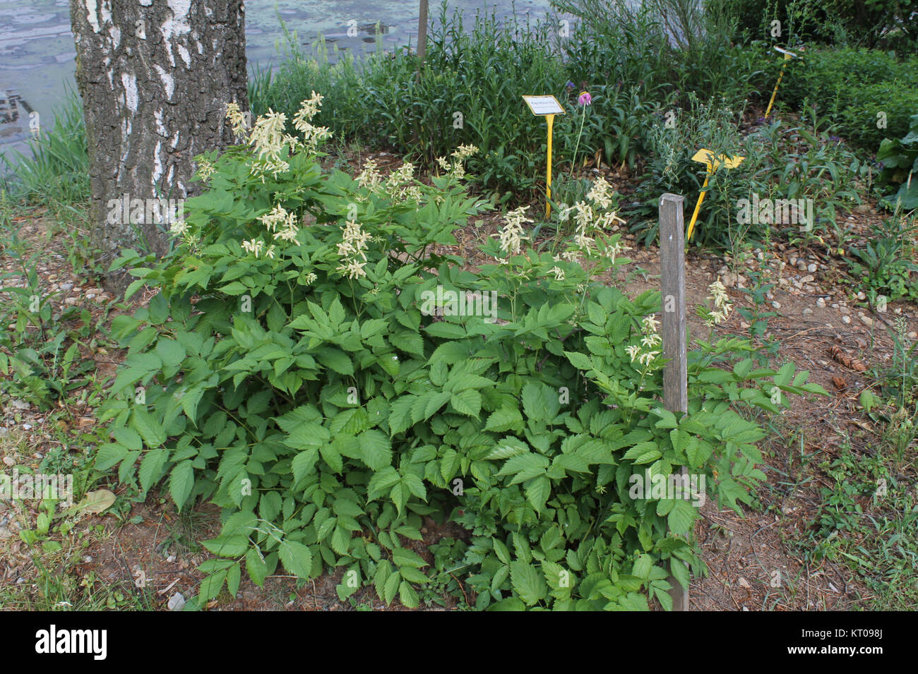 Photograph of Aruncus dioicus, a flowering plant species, often called ...