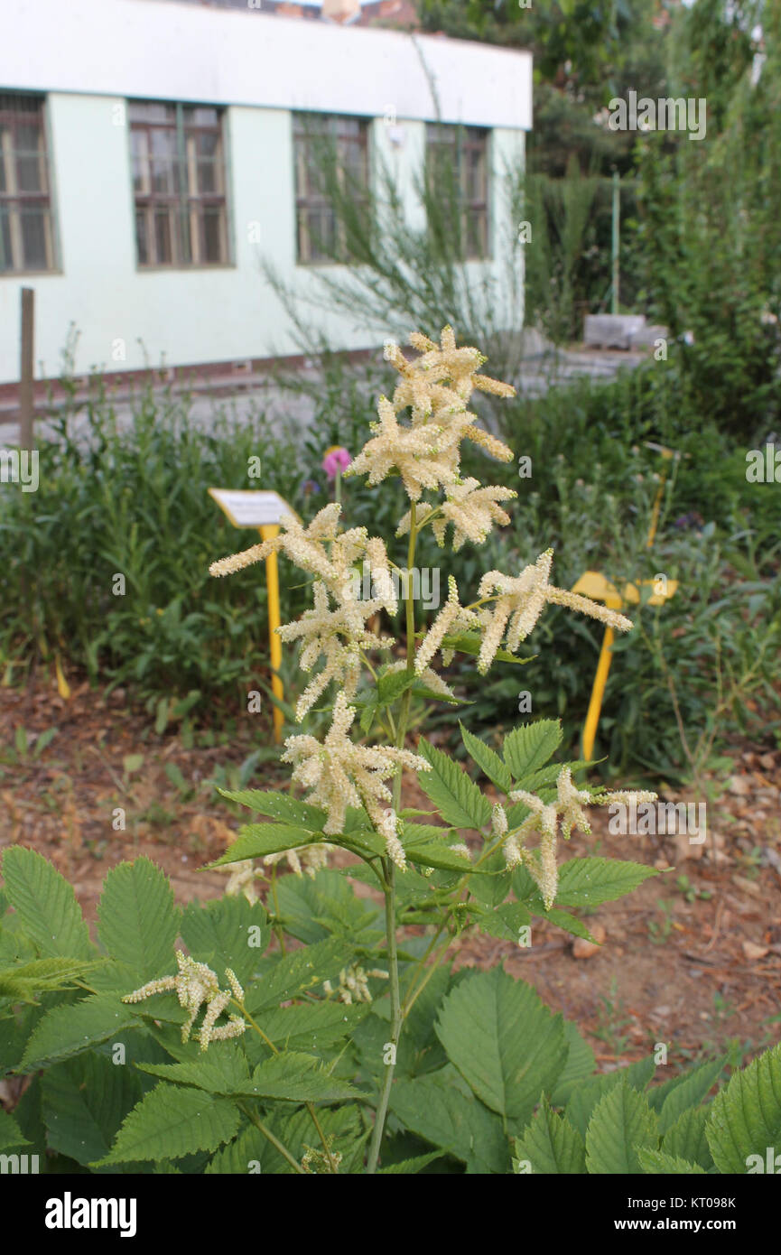 Aruncus dioicus, also known as goat's beard, is a perennial plant ...