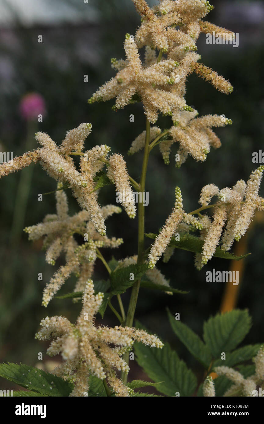 Aruncus dioicus, commonly known as goat's beard, is a perennial plant ...