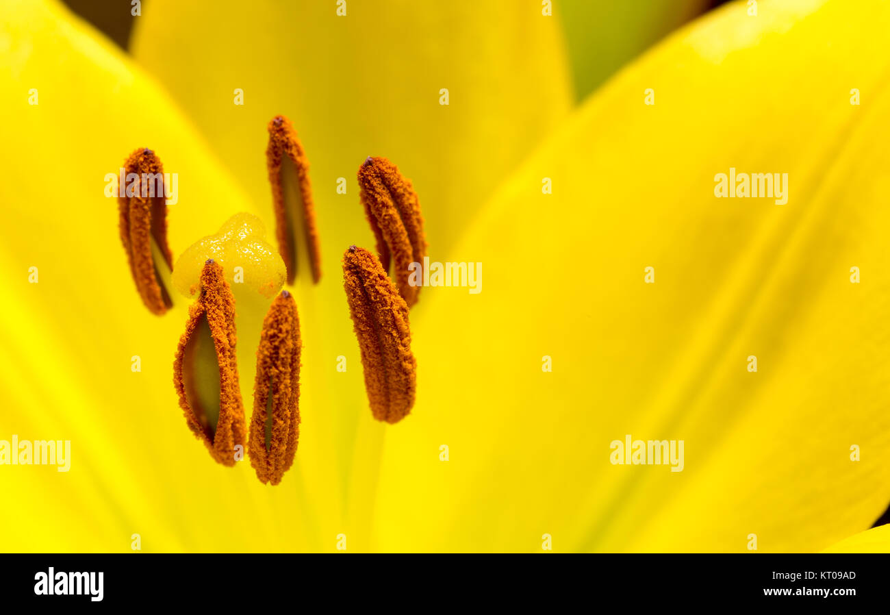Close up bright yellow lily Stock Photo - Alamy