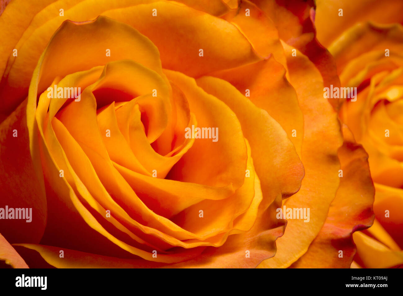 Beautiful dark orange rose flower Stock Photo - Alamy