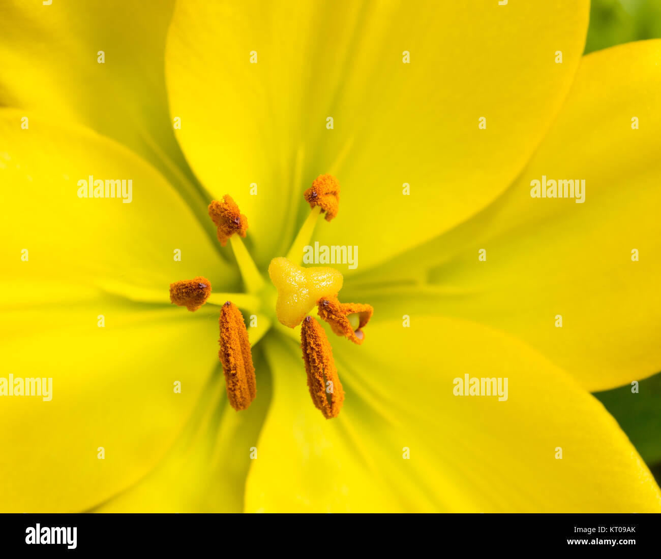 Close up bright yellow lily Stock Photo - Alamy