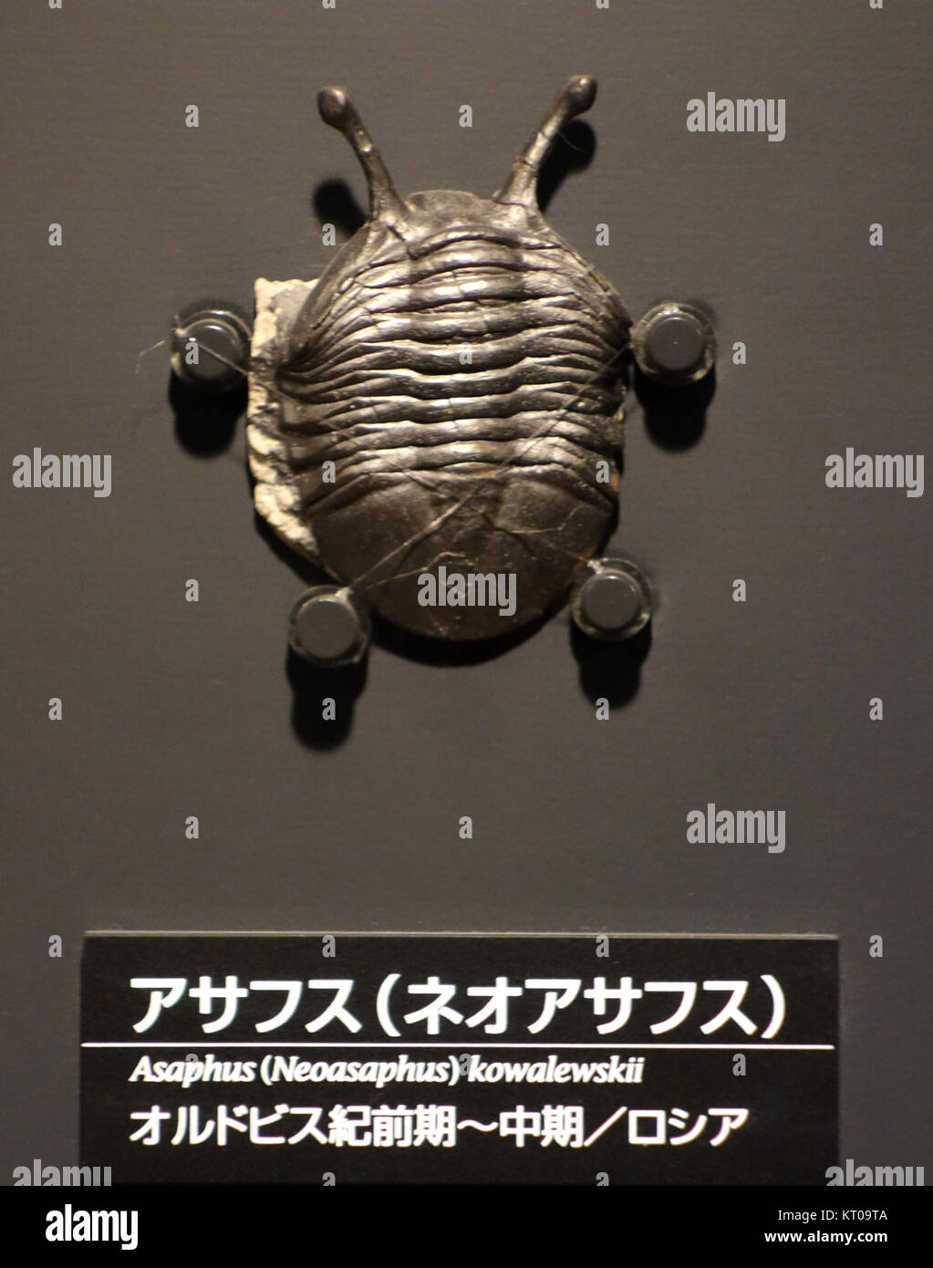 Asaphus (Neoasaphus) kowalewskii is an extinct species of trilobite ...