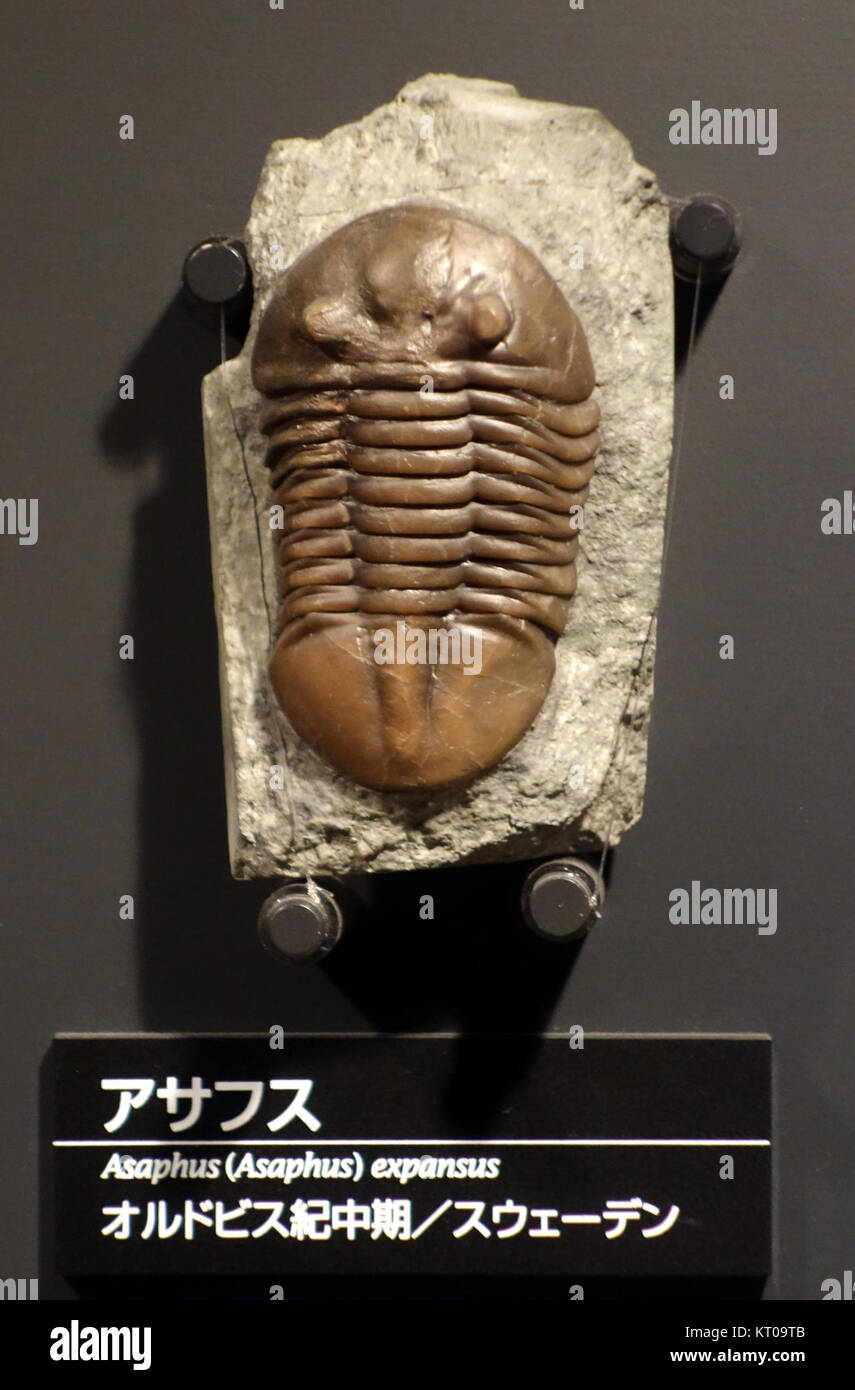 Photograph DSC07747 of Asaphus expansus, an extinct trilobite species ...