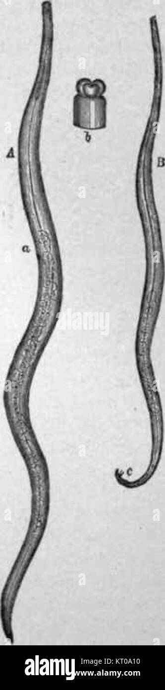 Ascaris lumbricoides is a parasitic roundworm that infects humans ...