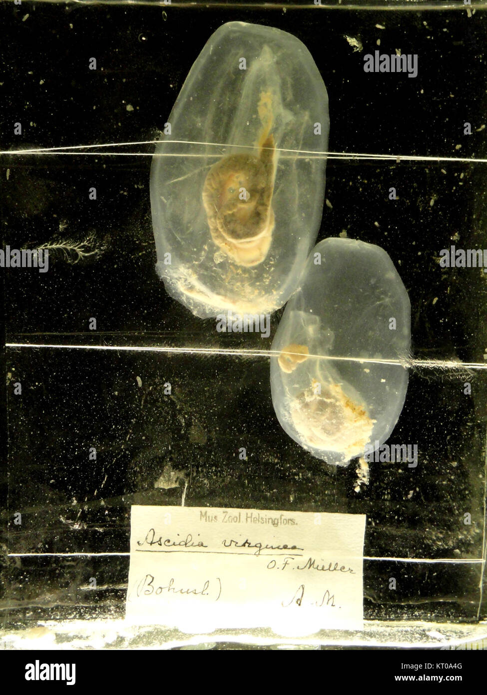 Ascidia virginea - Finnish Museum of Natural History - DSC04678 Stock ...