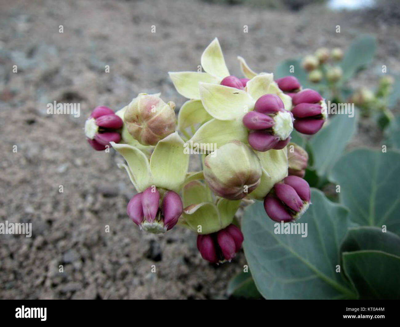 Asclepias cryptoceras, commonly known as the cryptic milkweed, is a ...