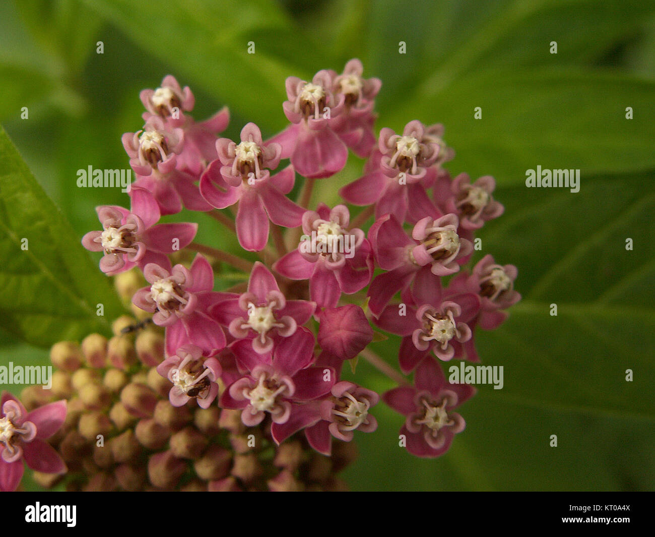 Plant that attracts butterflies hi-res stock photography and images - Alamy