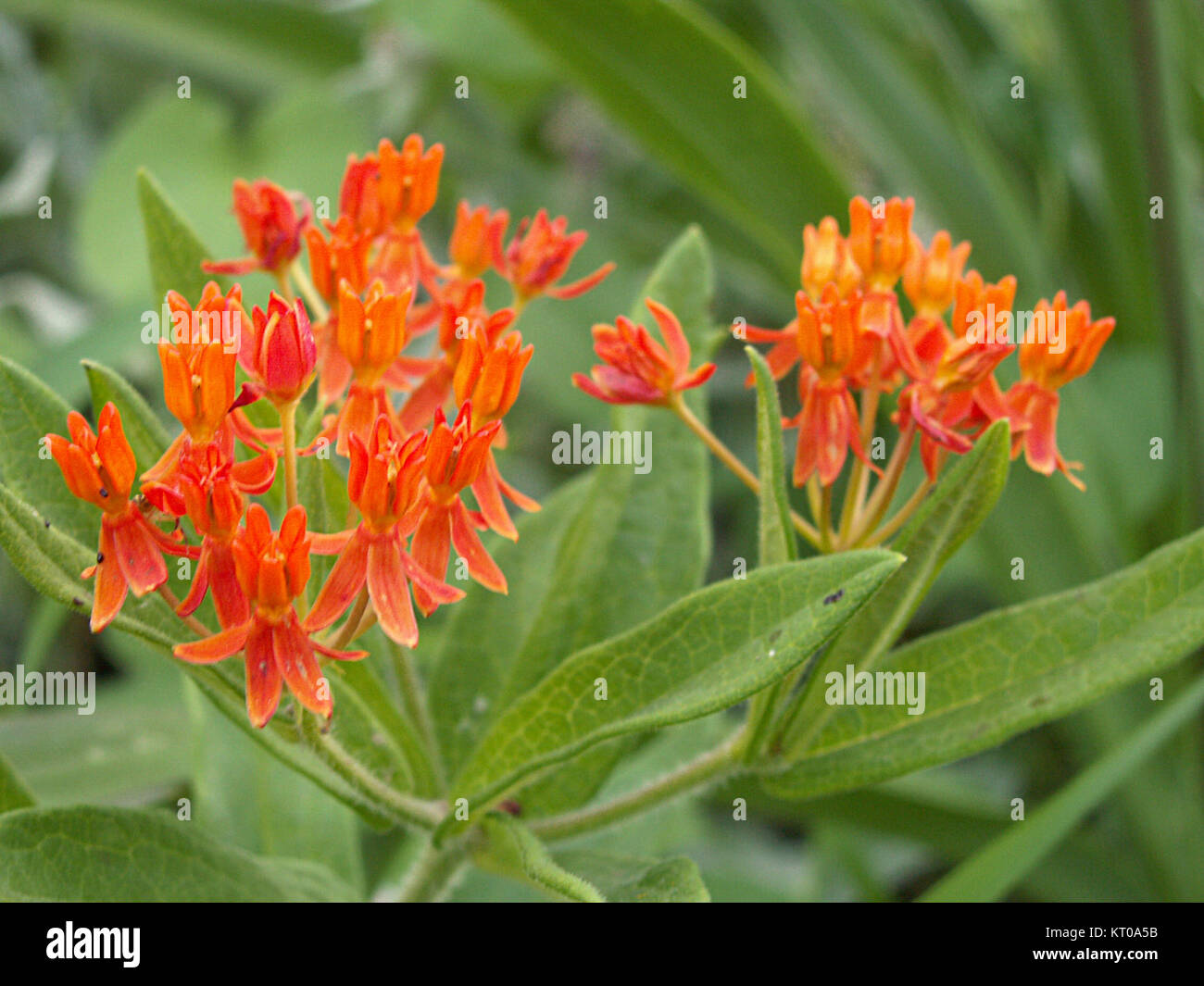 Asclepias tuberosa, commonly known as butterfly weed, was photographed ...