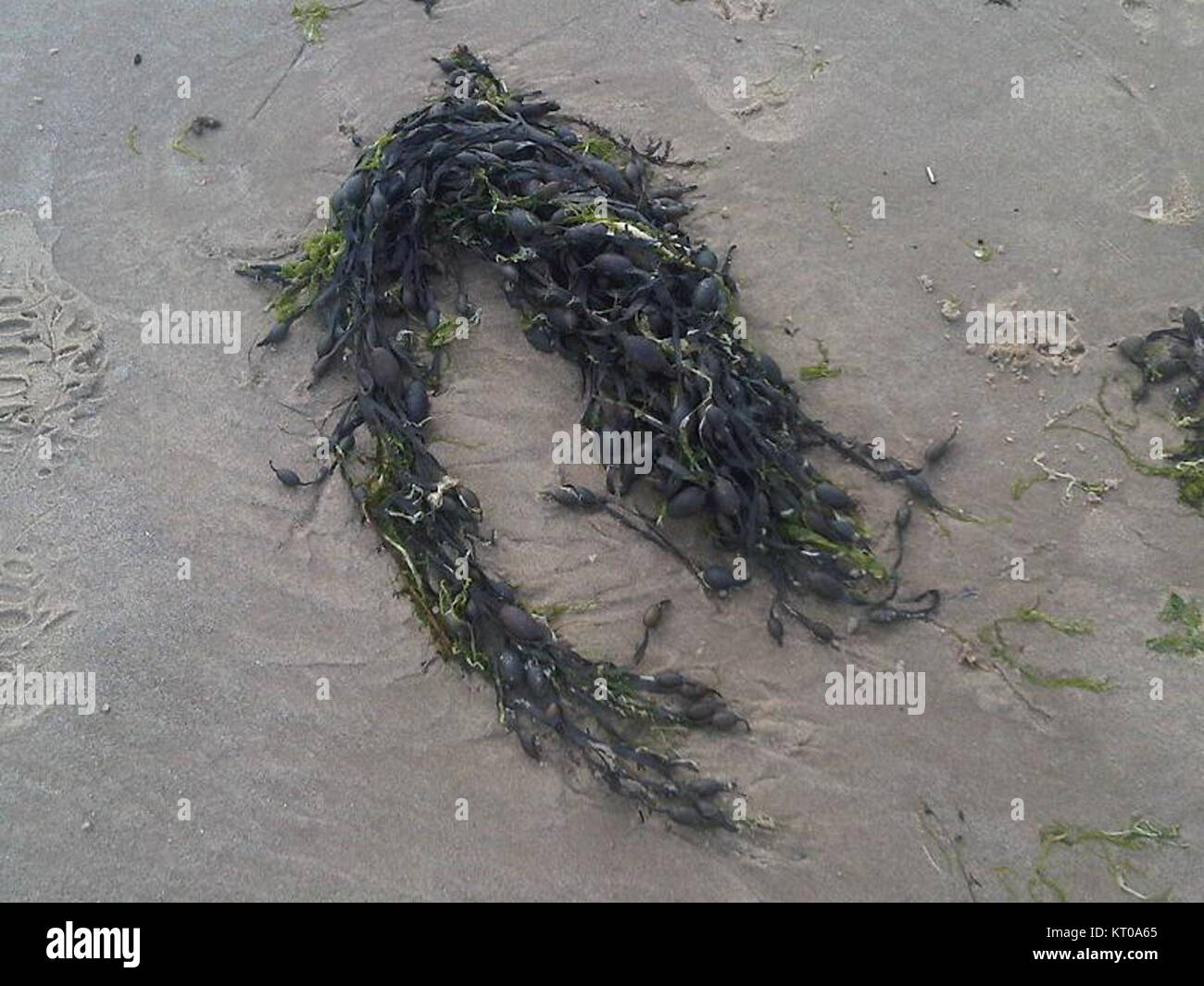 Ascophyllum nodosum is a type of brown algae found in the UK, notable ...