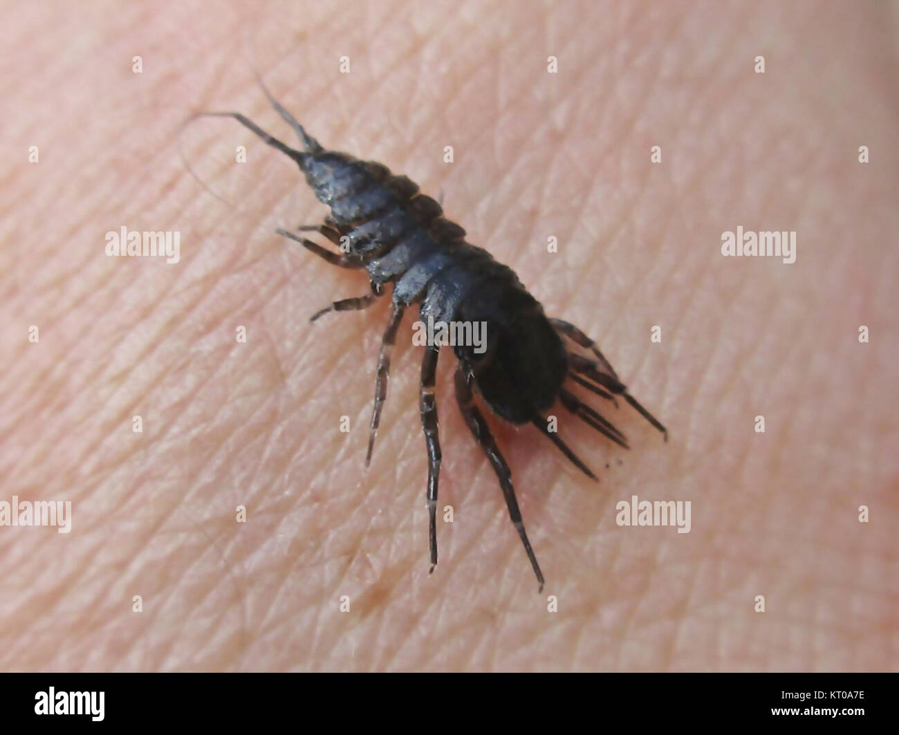 Asellus aquaticus hi-res stock photography and images - Alamy