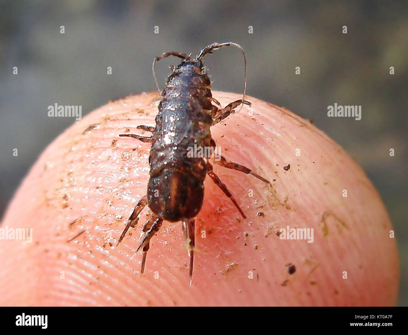 Water louse asellus aquaticus hi-res stock photography and images - Alamy