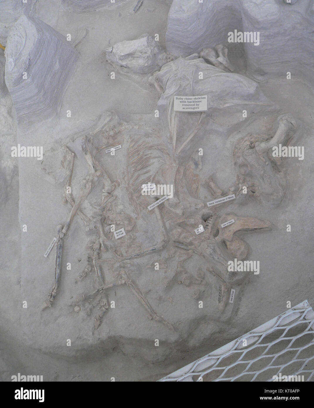 The Ashfall Fossil Beds, located in Nebraska, are a significant ...