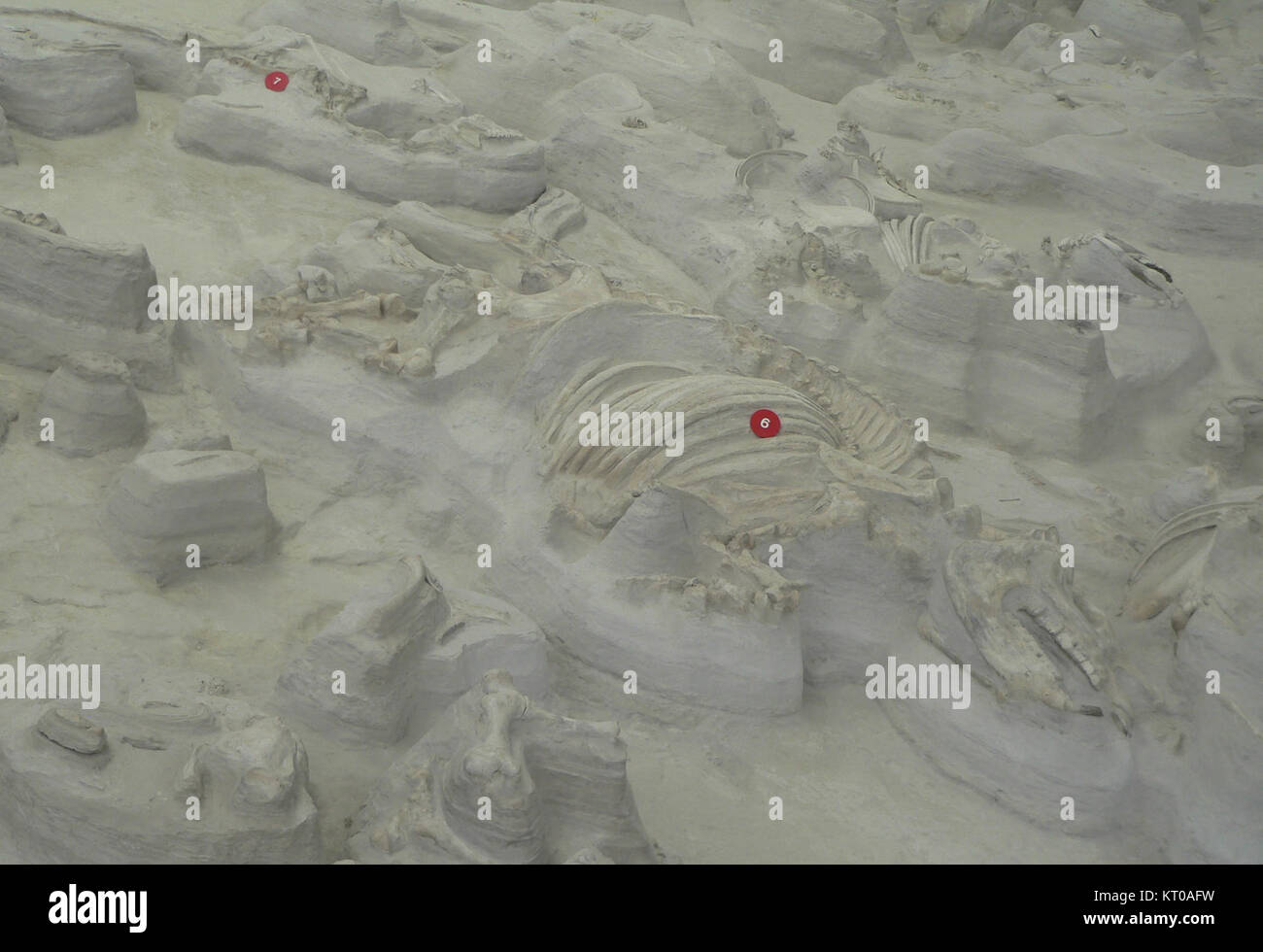 Ashfall Fossil Beds - Teleoceras adult male Stock Photo - Alamy