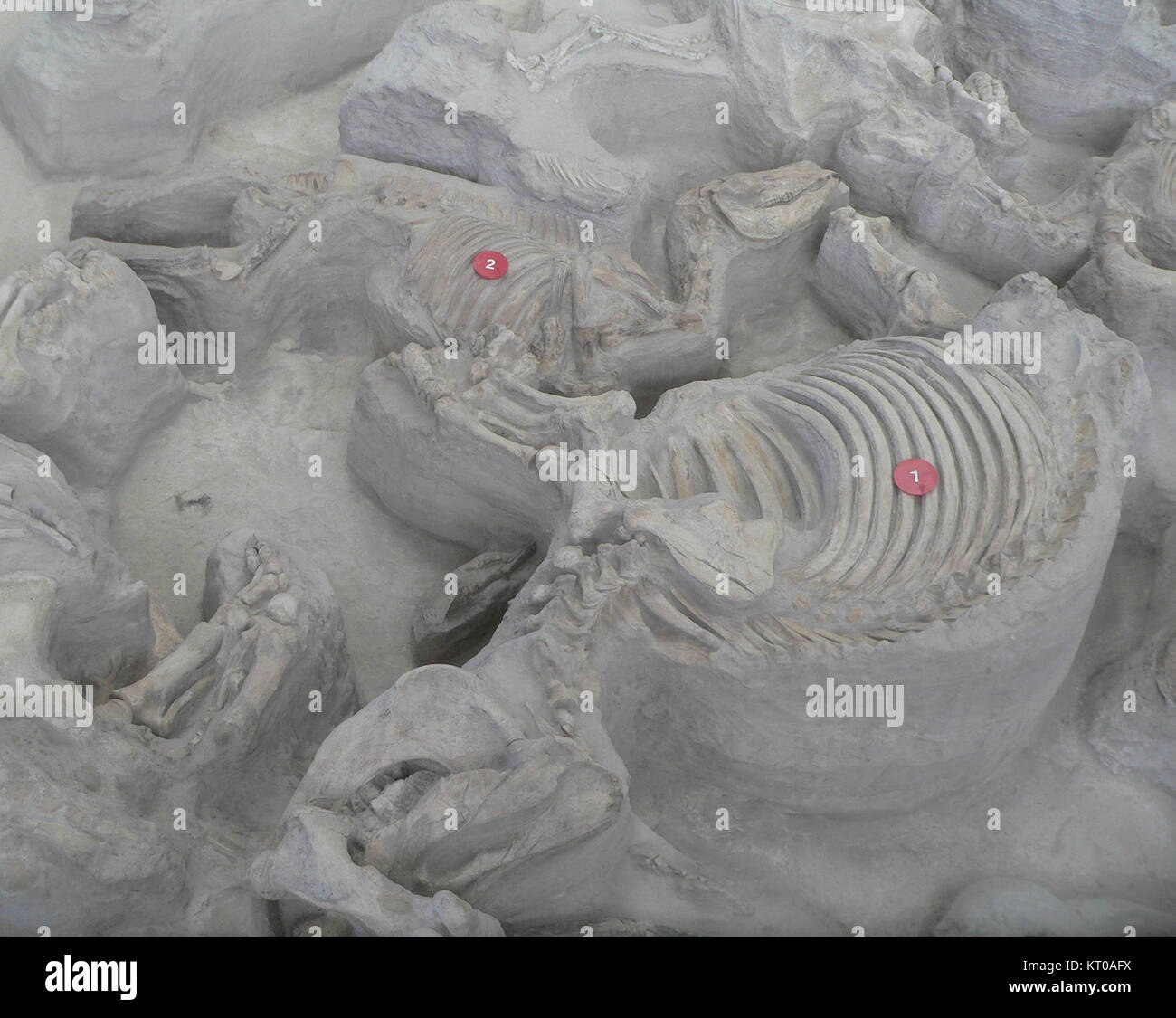 The Ashfall Fossil Beds in Nebraska contain well-preserved fossils of ...