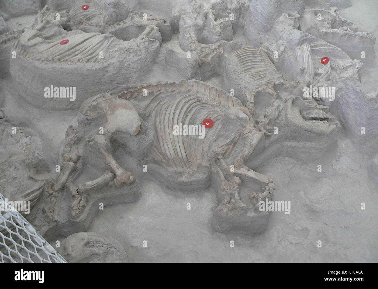 Ashfall fossil beds hi-res stock photography and images - Alamy