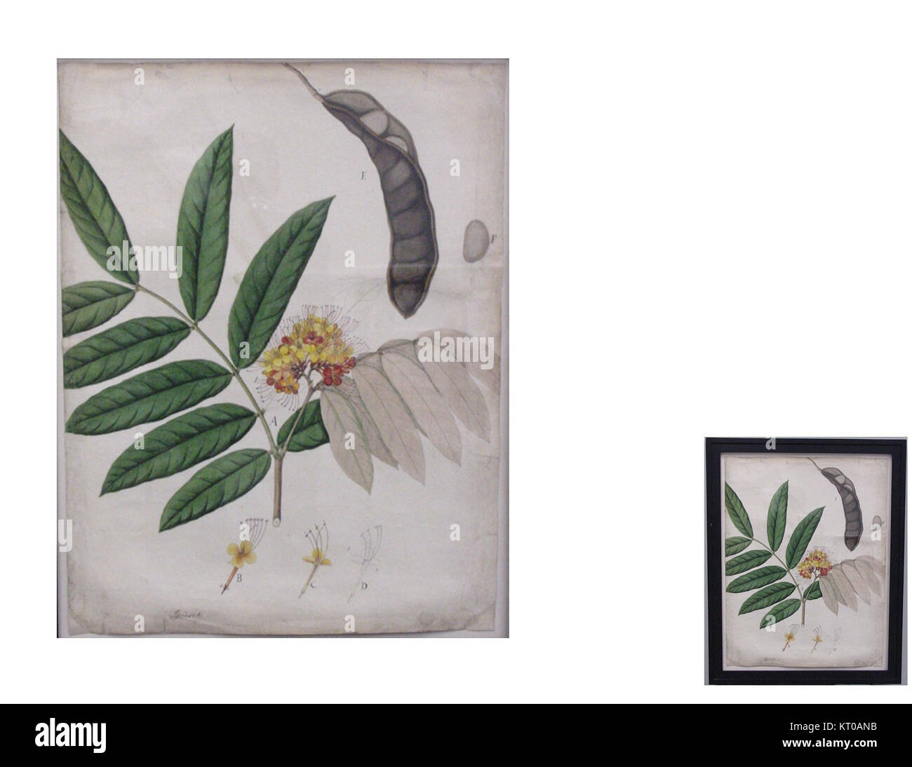 The Ashoka tree, known for its vibrant flowers, is native to South Asia ...