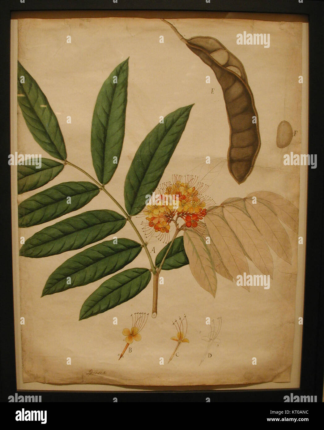 The Ashoka Tree, a significant cultural and botanical species, features ...