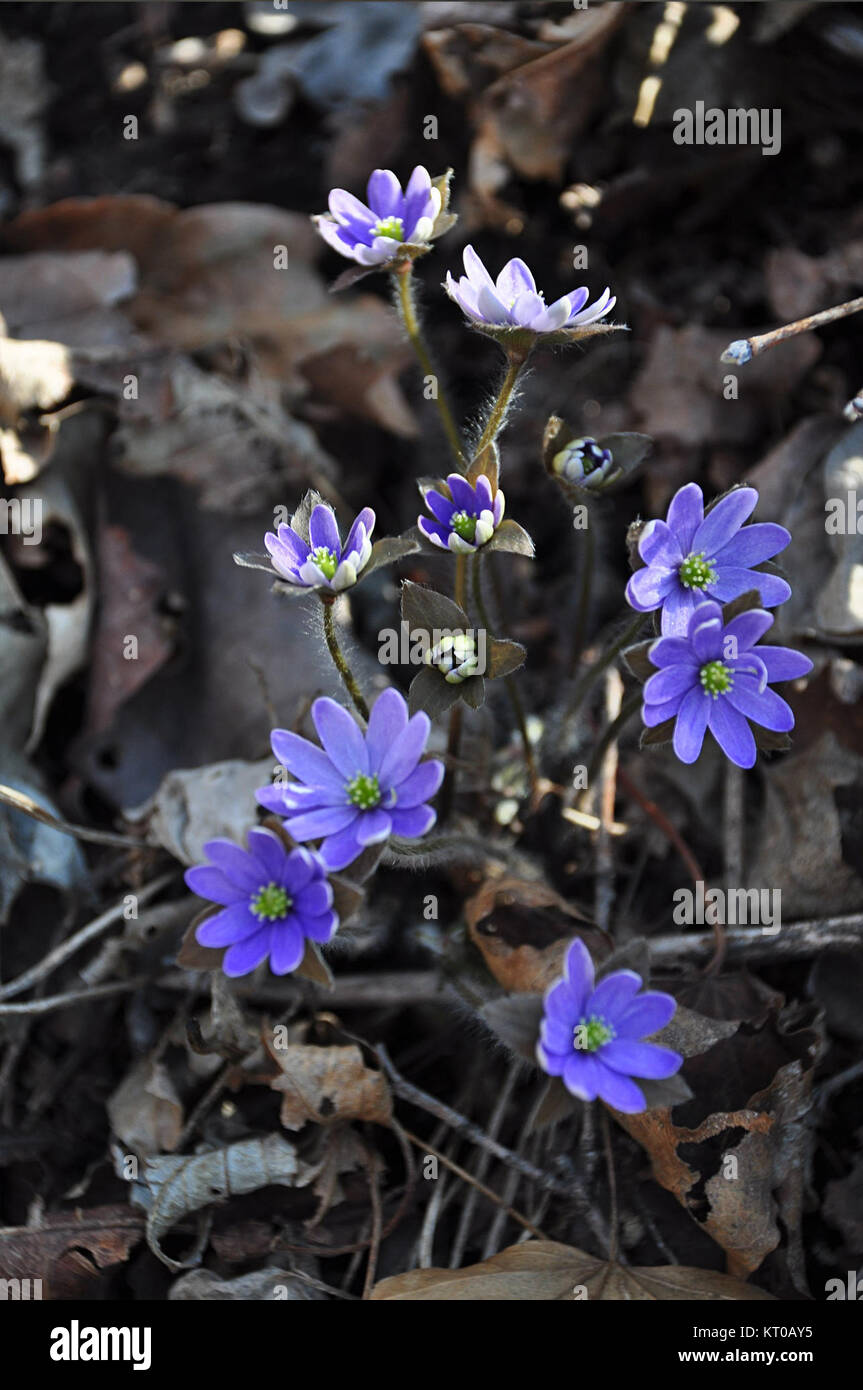 Botanicalspecies hi-res stock photography and images - Alamy