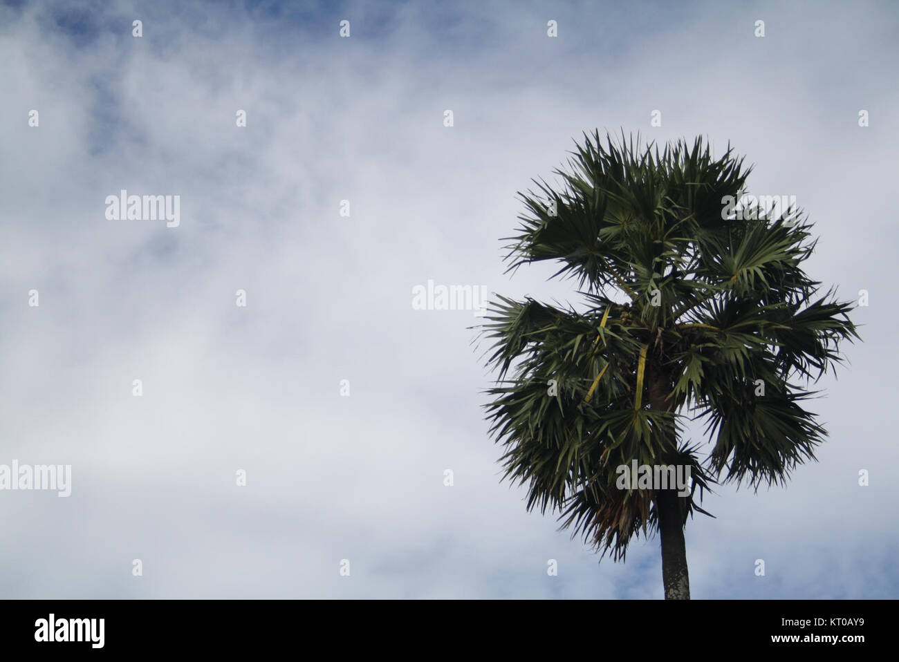 The Asian Palmyra Palm is a species of palm tree native to Southeast ...