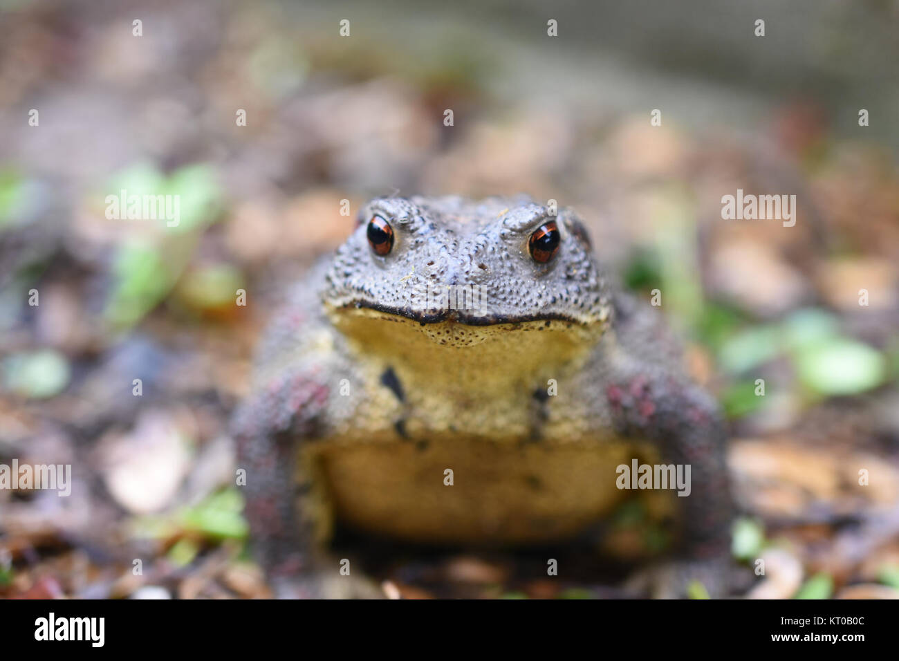 Photograph of an Asiatic toad species, native to Asia, displaying ...