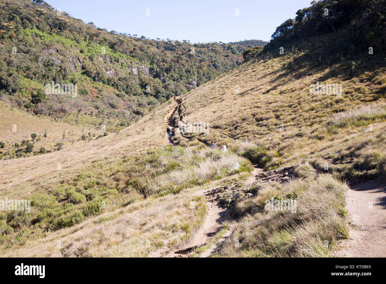 Montane grassland and cloud forest environment Horton Plains national ...