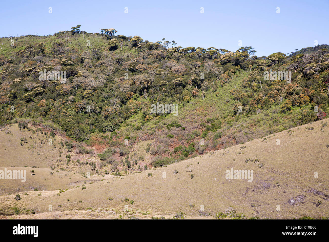 Montane grassland and cloud forest environment Horton Plains national ...