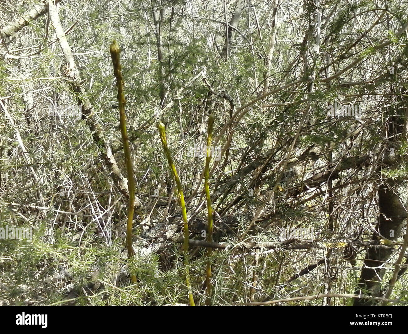 This image depicts wild asparagus, a plant native to Europe and Asia ...