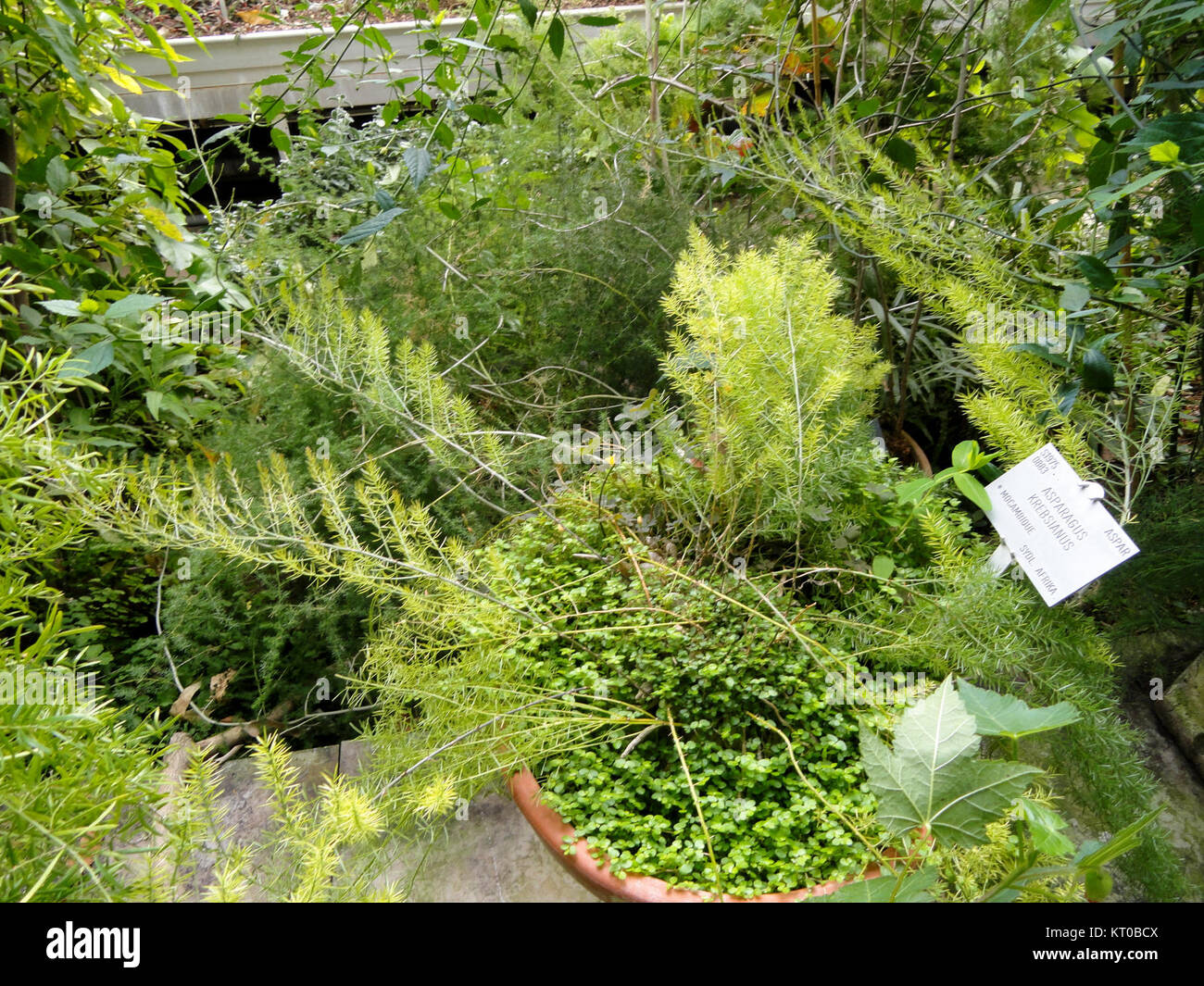 Asparagus krebsianus is a species of asparagus native to South Africa ...