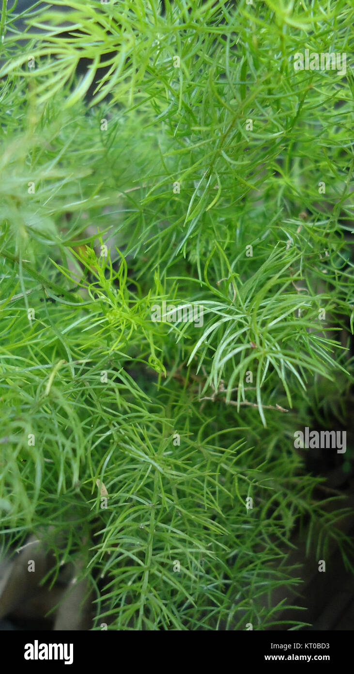 Asparagus densiflorus, commonly known as the sprengerii fern, is a ...
