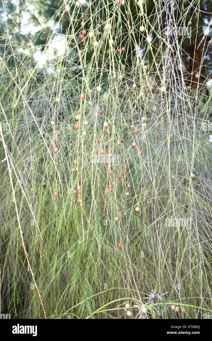 Asparagus plocamoides, a rare plant species, displayed at the Jardín ...