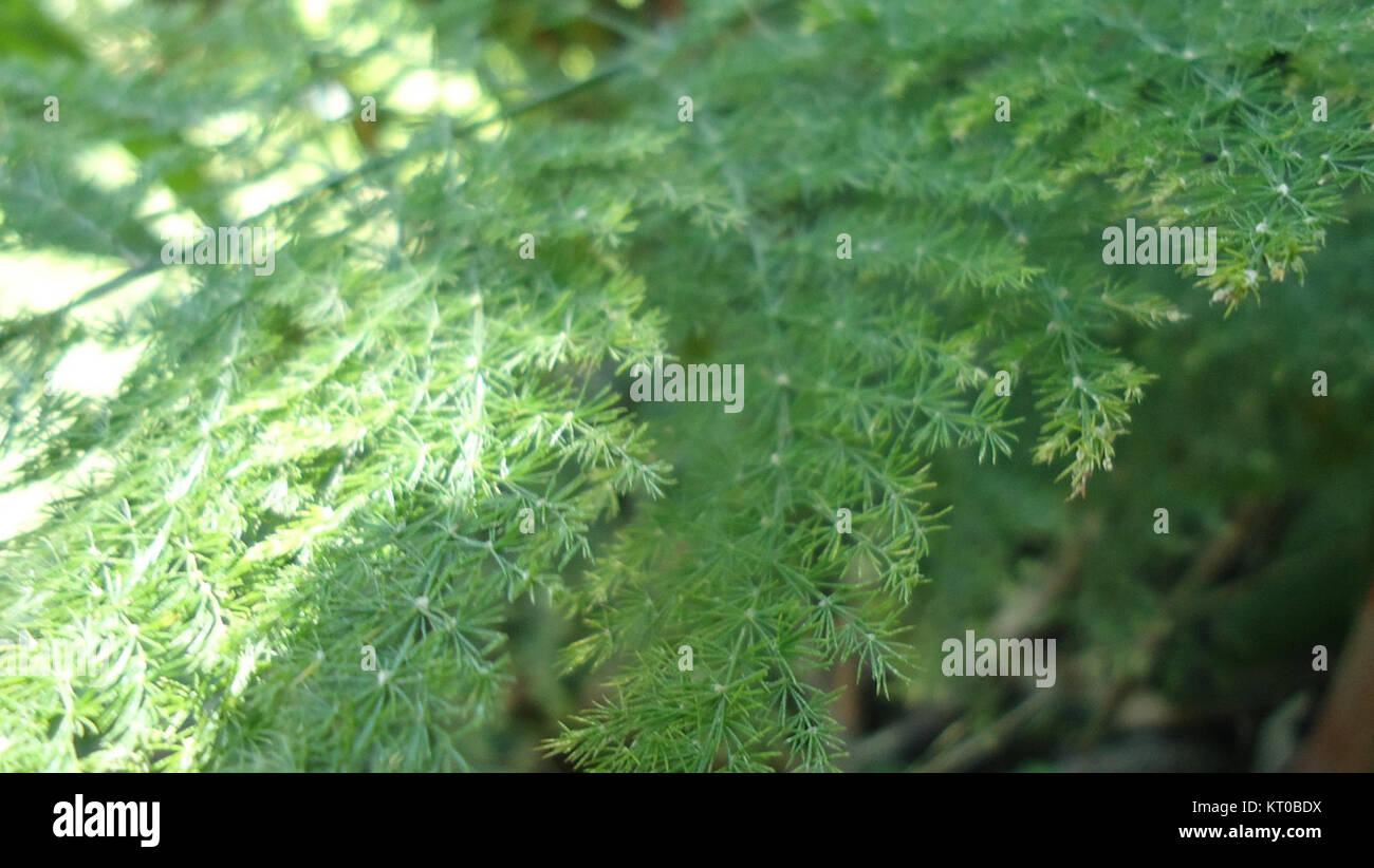 Asparagus setaceus, also known as the fern asparagus, is a plant ...