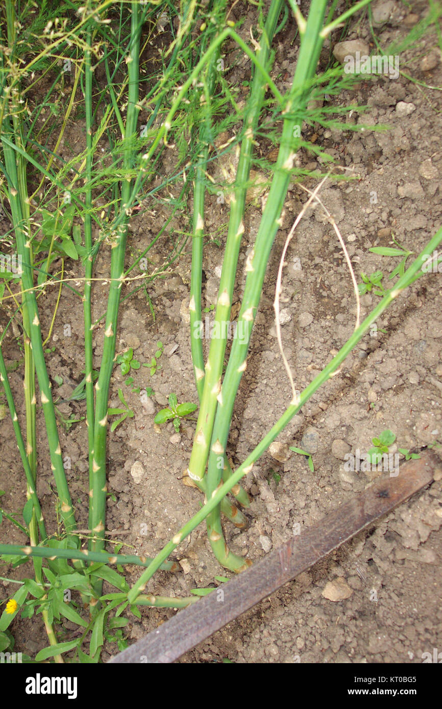 Asperge refers to asparagus, a vegetable known for its nutritional ...