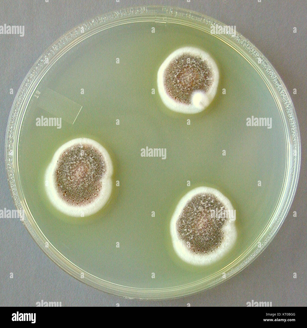Aspergillus ustus group colony Stock Photo - Alamy