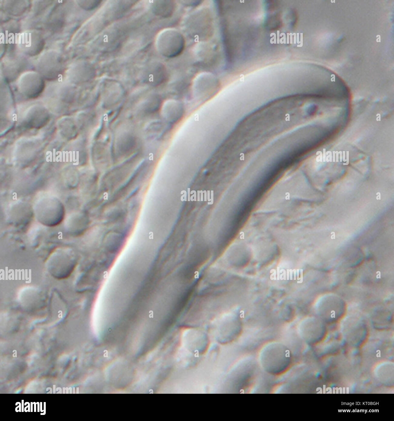 Aspergillus ustus hi-res stock photography and images - Alamy