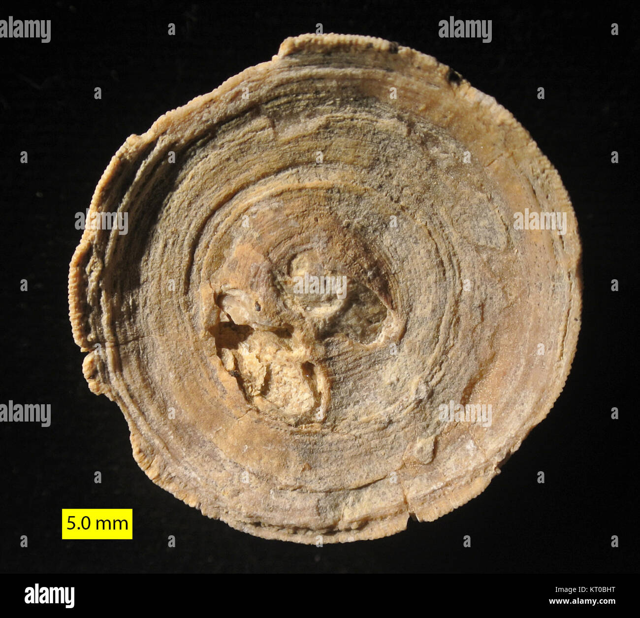 The reverse of the Aspidiscus fossil, a type of ancient marine creature ...