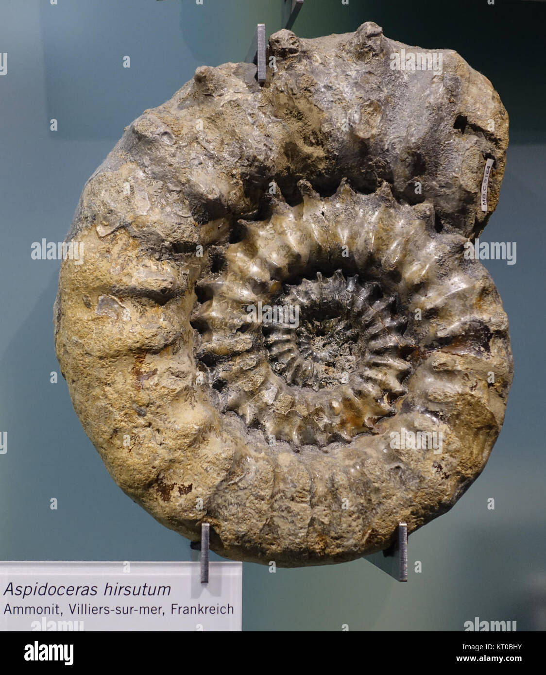 Ammonite diversity hi-res stock photography and images - Alamy