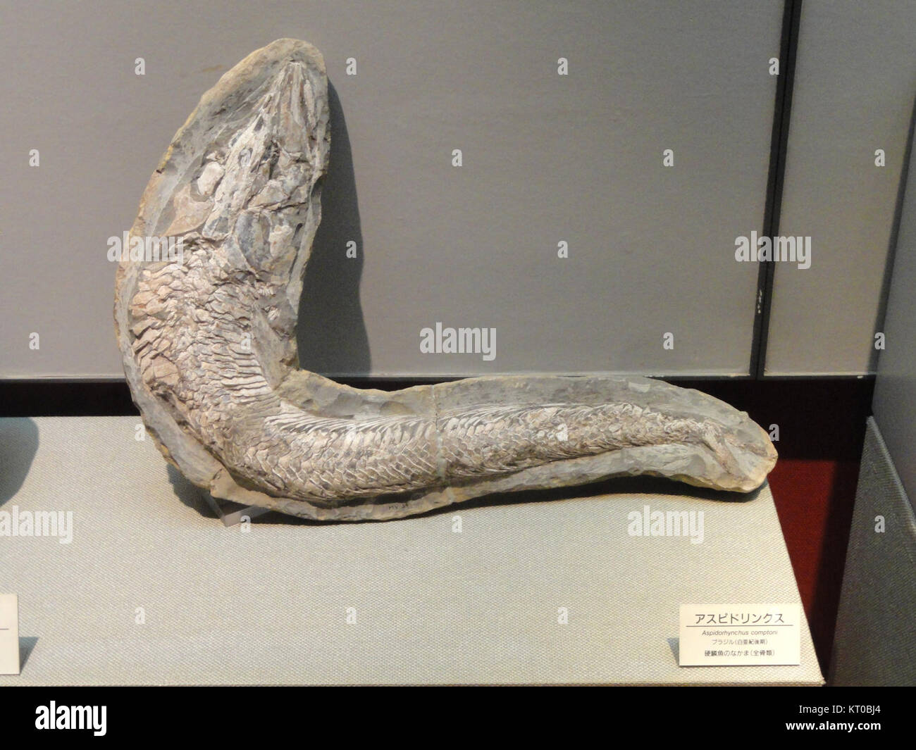 Aspidorhynchus comptoni, a prehistoric fish, is displayed at the Osaka ...