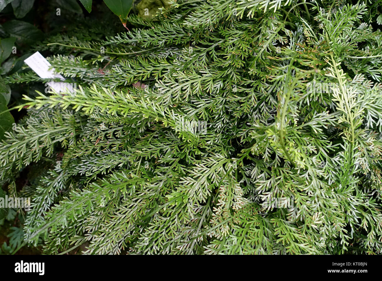 Asplenium prolongatum, a fern species, is displayed in the Botanischer ...