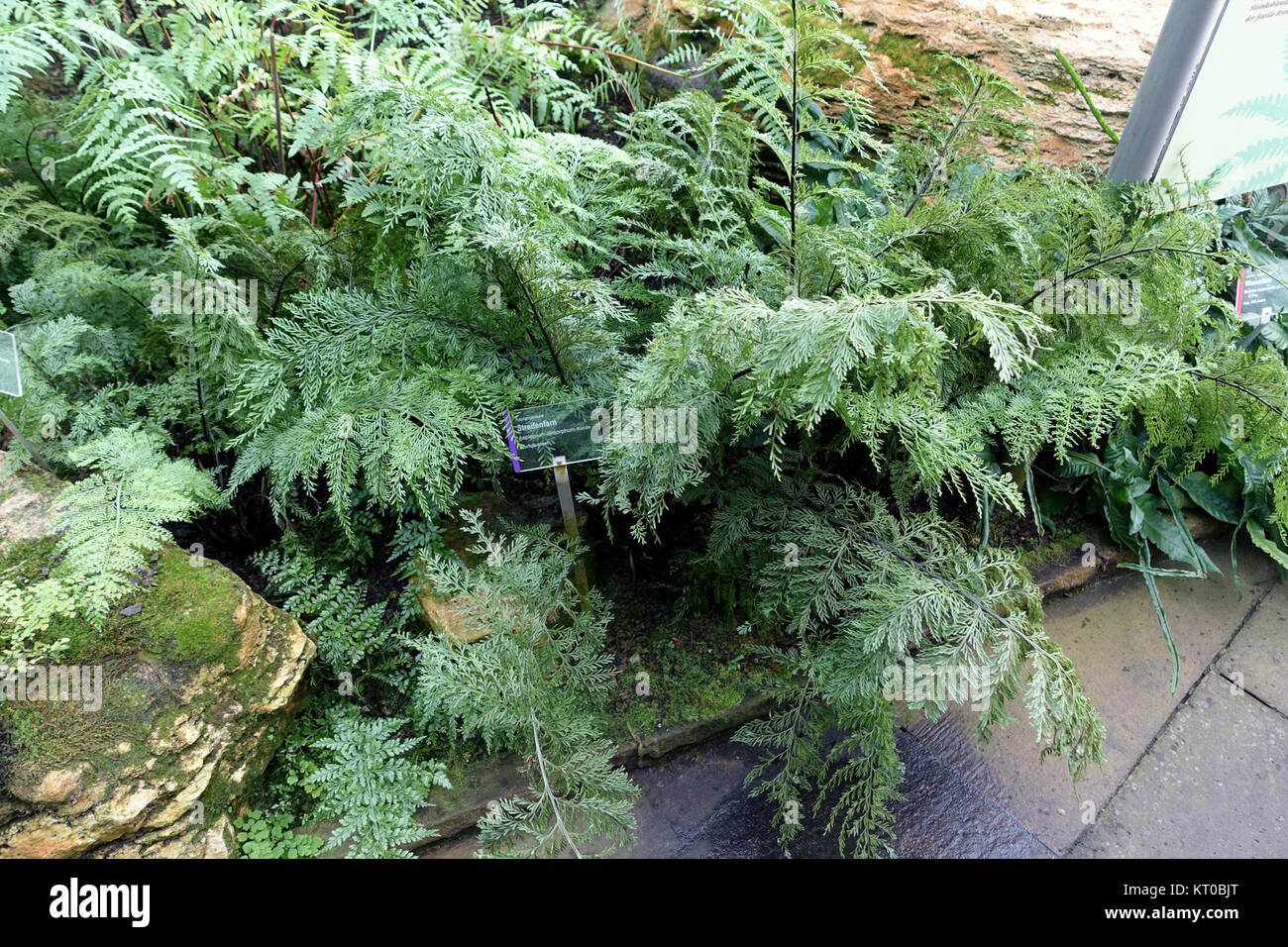 Asplenium dimorphum, a species of fern, is displayed at Wilhelma Zoo in ...