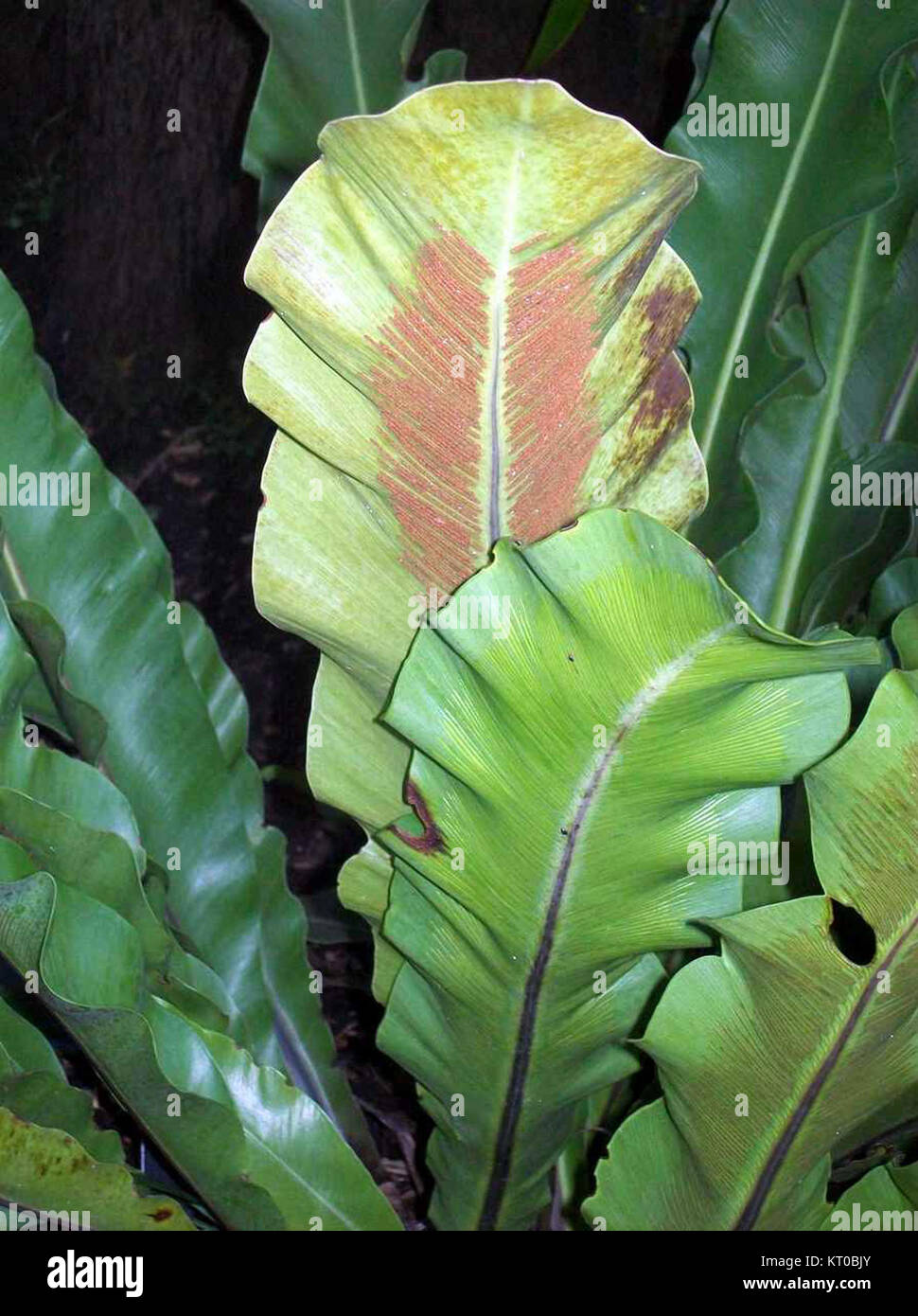 Asplenium goudeyi, commonly known as Goudeyâ€™s spleenwort, is a ...