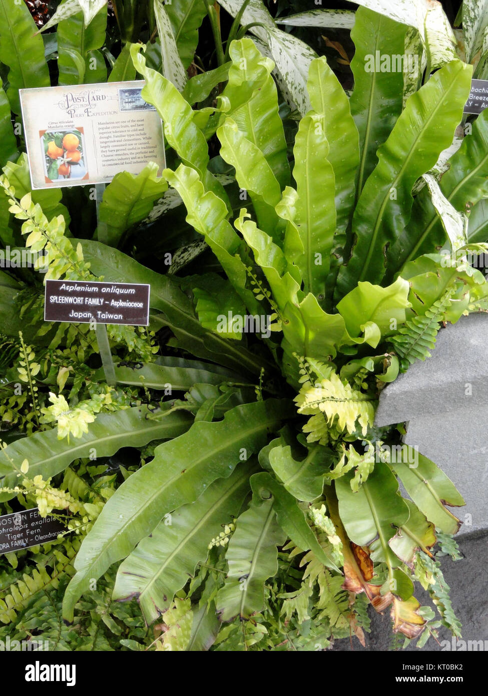 Asplenium nidus, also known as Asplenium antiquum, is a type of fern on ...