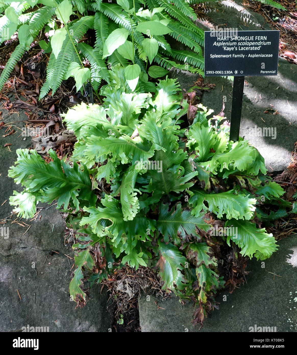 Asplenium scolopendrium 'Kaye's Lacerated' is a unique fern cultivar ...