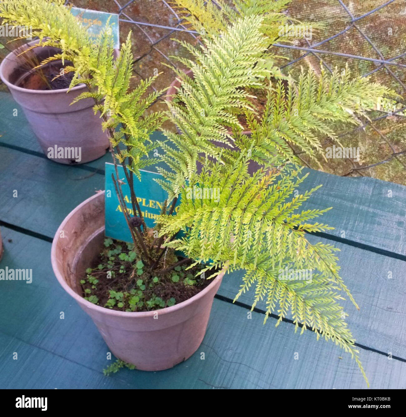 Asplenium viviparum - Monvert fernery Mauritius Stock Photo - Alamy