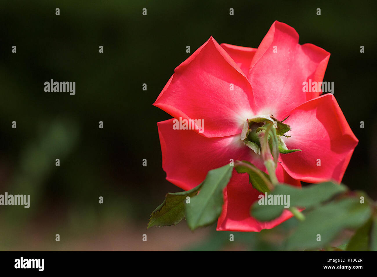 This photograph captures a stunning rose in full bloom, symbolizing ...